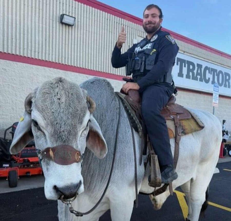 Officer responds to call of man riding bull in Ohio – NBC Chicago
