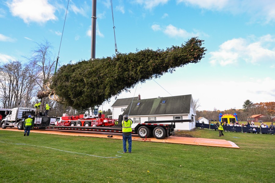 How the Rockefeller Center Christmas tree is picked and moved – NBC New ...